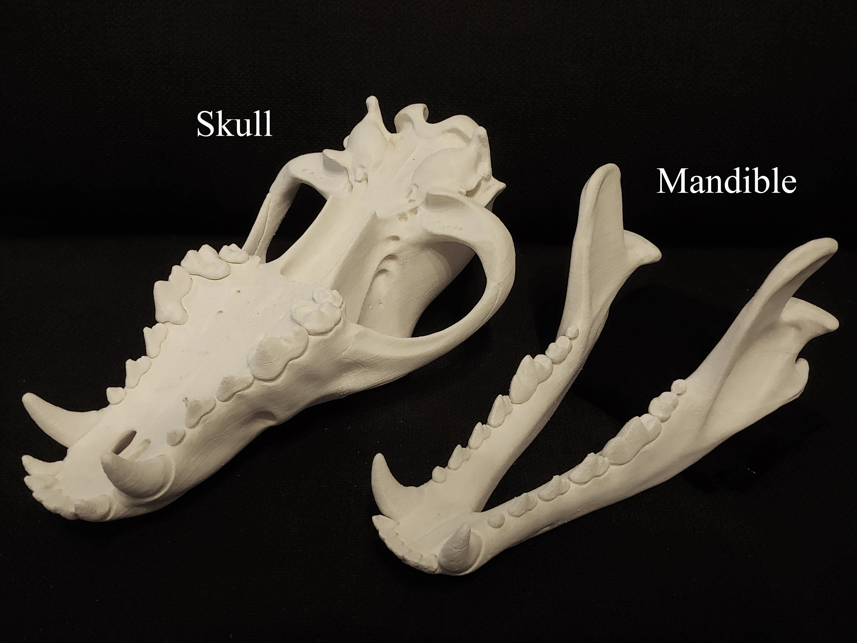 Realistic Gray Wolf Skull 3D Printed cruelty Free Way of - Etsy Australia