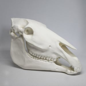 3D Printed Horse Skeleton, Available in Multiple Sizes, Diy-assembly ...