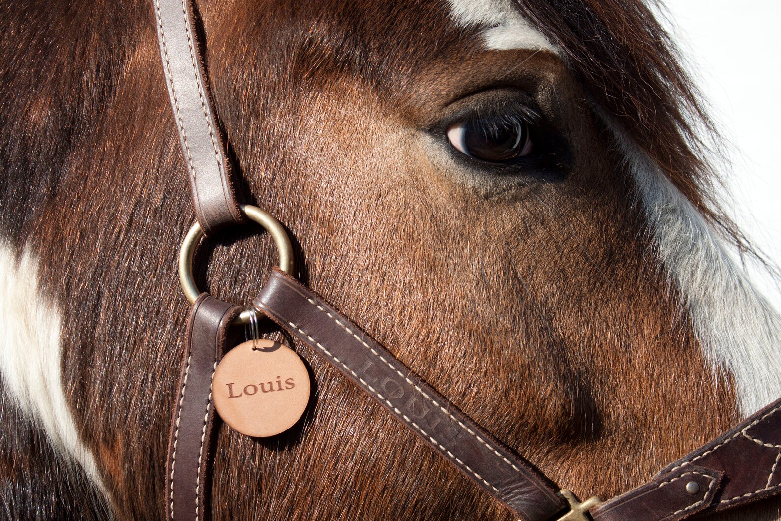 Name Tag for Horse Tack Lead Rope Halter Bridle Saddle | Etsy