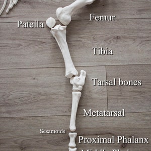 3D Printed Horse Skeleton, Available in Multiple Sizes, Diy-assembly ...