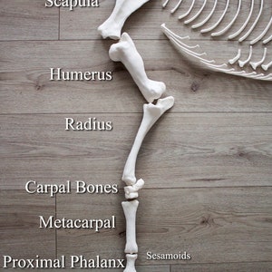 3D Printed Horse Skeleton, Available in Multiple Sizes, Diy-assembly ...