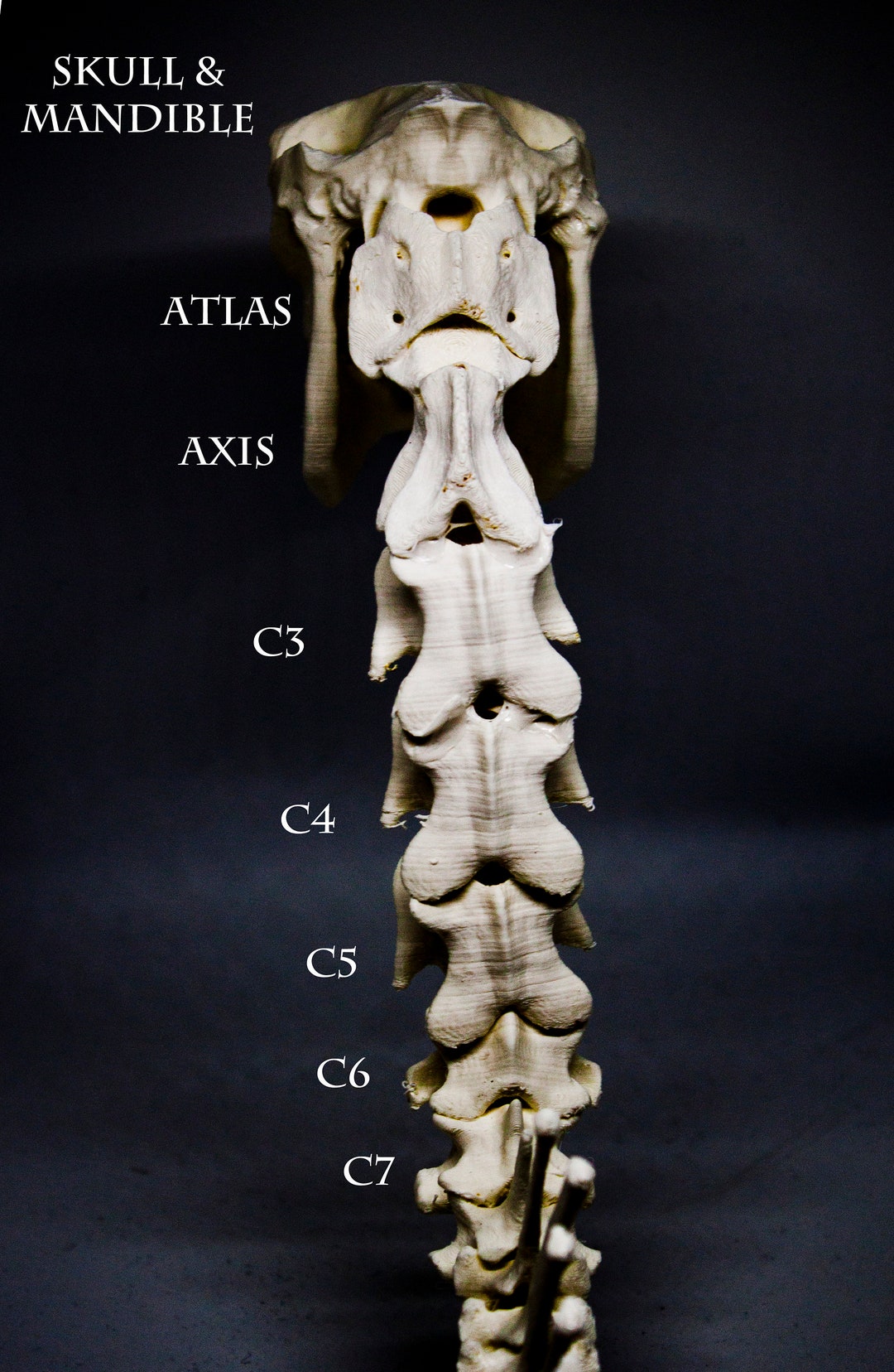 Horse Skeleton BONES Made of ABS Plastic, Multiple Sizes Available - Etsy