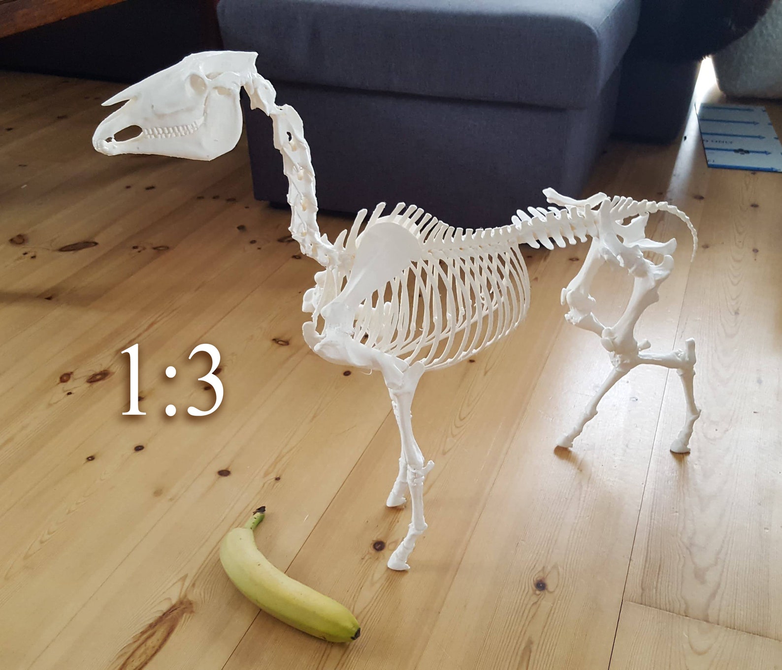 3D Printed Horse Skeleton, Available in Multiple Sizes, Diy-assembly ...