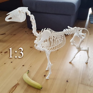 3D Printed Horse Skeleton, Available in Multiple Sizes, Diy-assembly ...