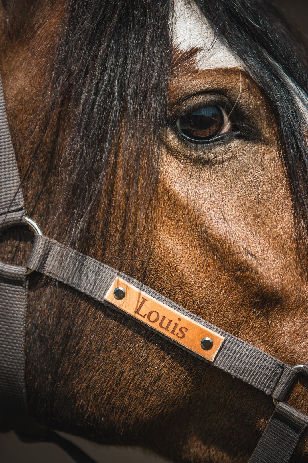 Leather Name Tag for Halters - Etsy