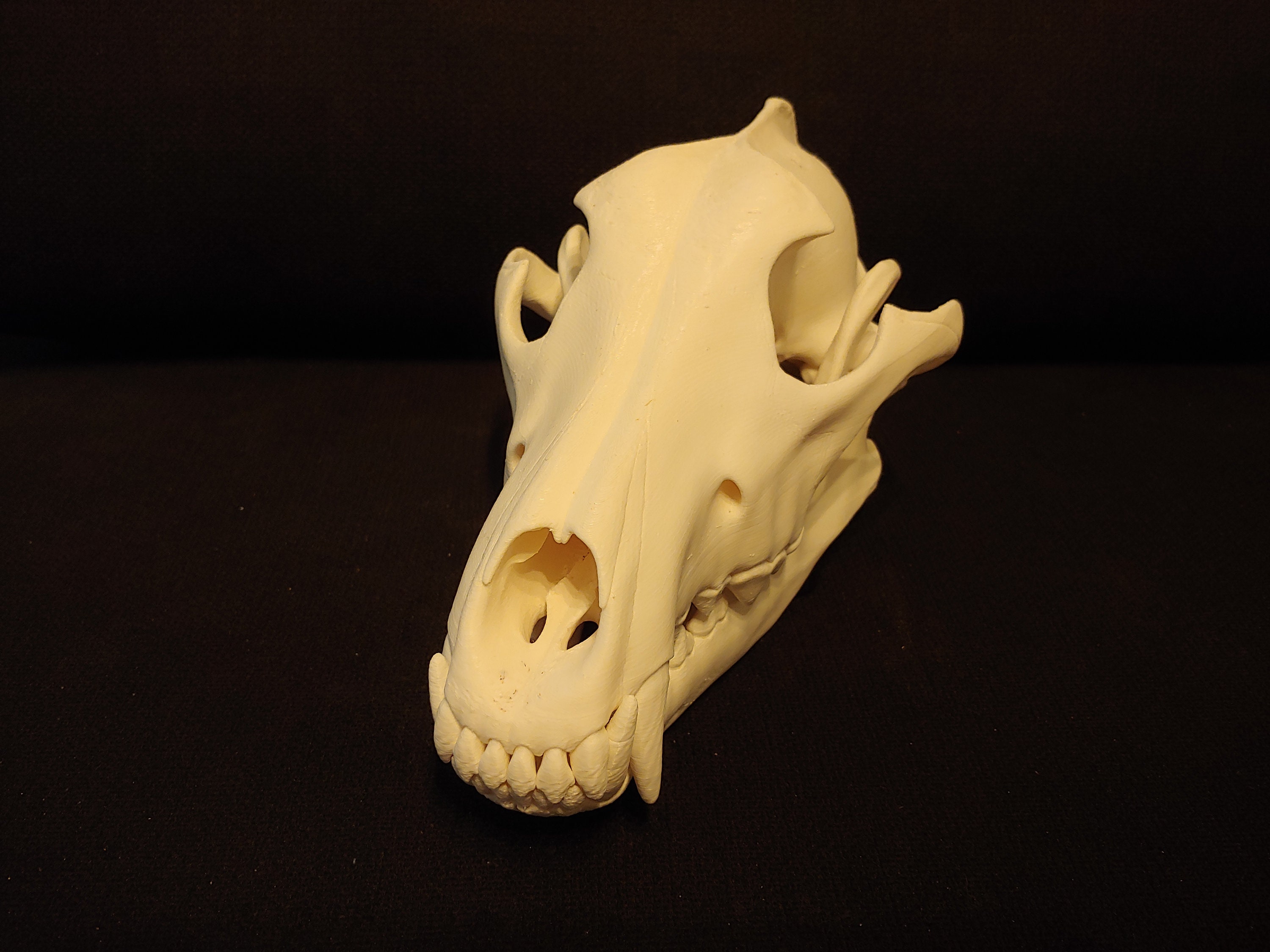 Realistic Gray Wolf Skull 3D Printed cruelty Free Way of | Etsy Canada
