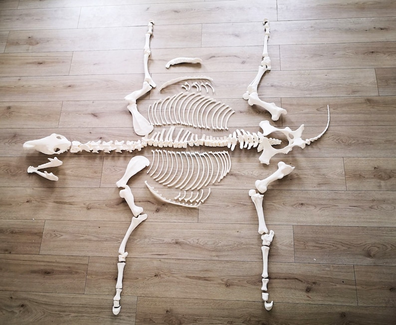 3D Printed Horse Skeleton, Available in Multiple Sizes, Diy-assembly ...