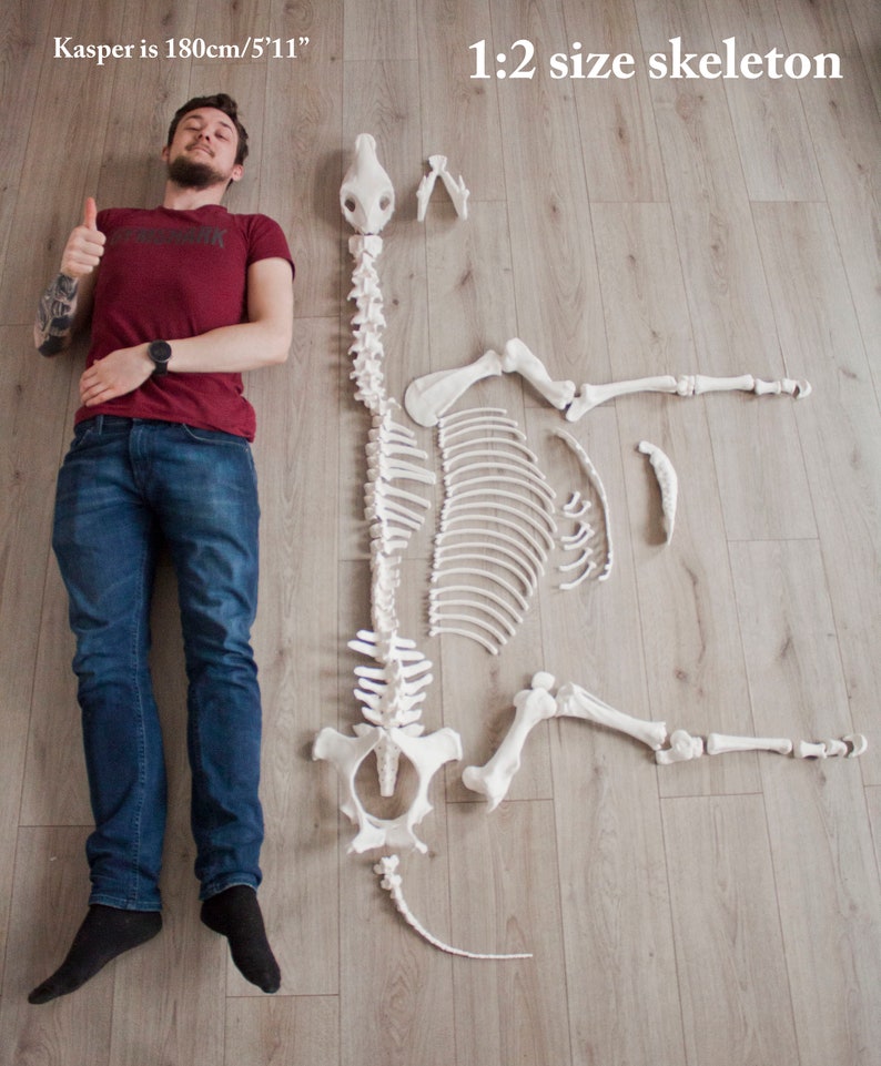 3D Printed Horse Skeleton, Available in Multiple Sizes, Diy-assembly ...