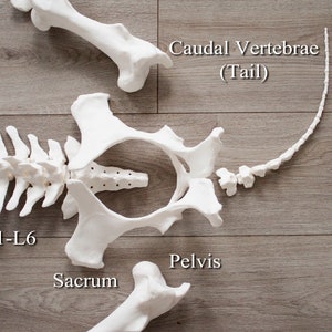 Horse Skeleton BONES Made of ABS Plastic, Multiple Sizes Available - Etsy