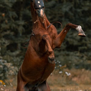 Chamfron #1 DIGITAL PATTERN - Pdf + Dxf - Etsy