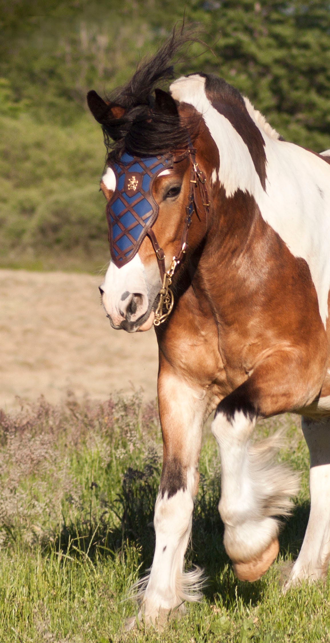 Chamfron 3 With Criss-cross DIGITAL PATTERN Pdf Dxf - Etsy