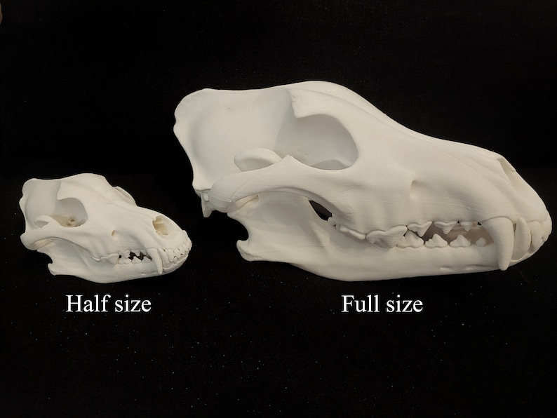 Realistic Gray Wolf Skull 3D Printed cruelty Free Way of - Etsy