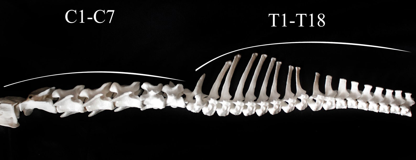Horse Skeleton BONES Made of ABS Plastic, Multiple Sizes Available - Etsy