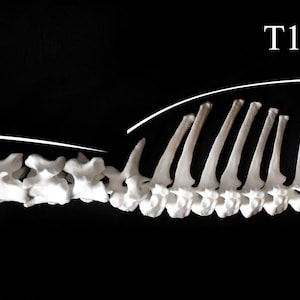 Horse Skeleton BONES Made of ABS Plastic, Multiple Sizes Available - Etsy