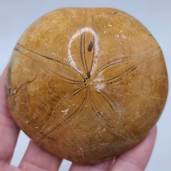 Materials 109g Fossilized Sand Dollar//Madagascar//Fossils//Shells ...