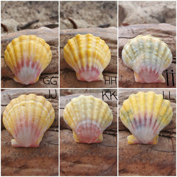 Sunrise Shell - Etsy