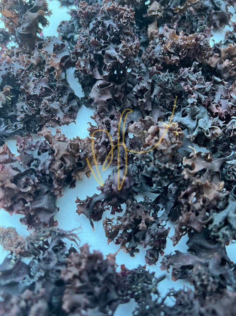 Irish Moss Wild Atlantic Chondrus Crispus Carrageen Whole Leaf Organic ...