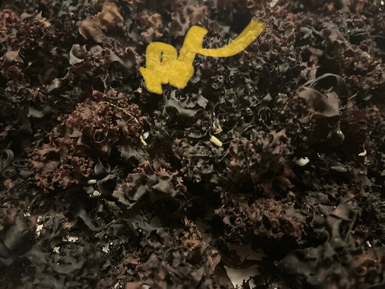 Irish Moss Wild Atlantic Chondrus Crispus Carrageen Whole Leaf Organic ...