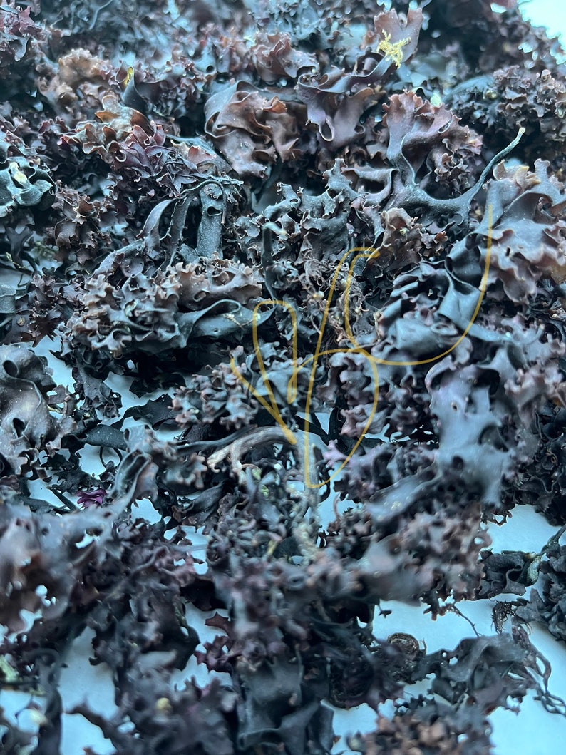 Irish Moss Wild Atlantic Chondrus Crispus Carrageen Whole Leaf Organic ...