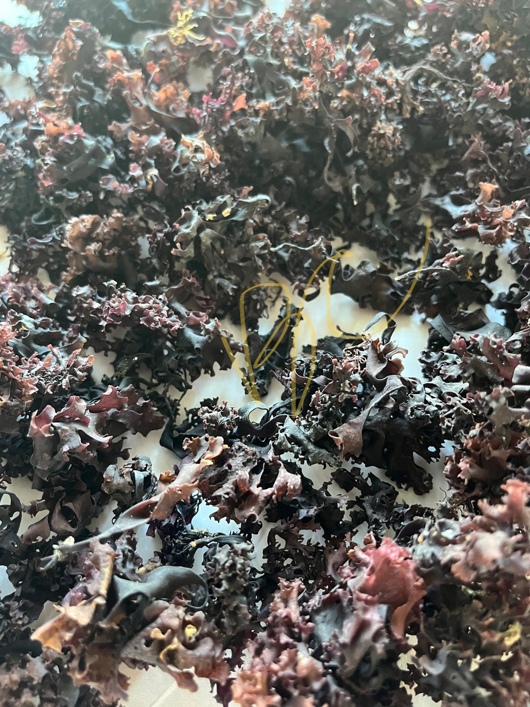 Irish Moss Wild Atlantic Chondrus Crispus Carrageen Whole Leaf Organic ...