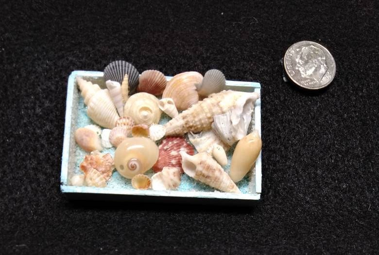 Mini Shell Collections - Etsy