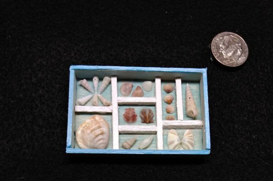 Mini Shell Collections - Etsy