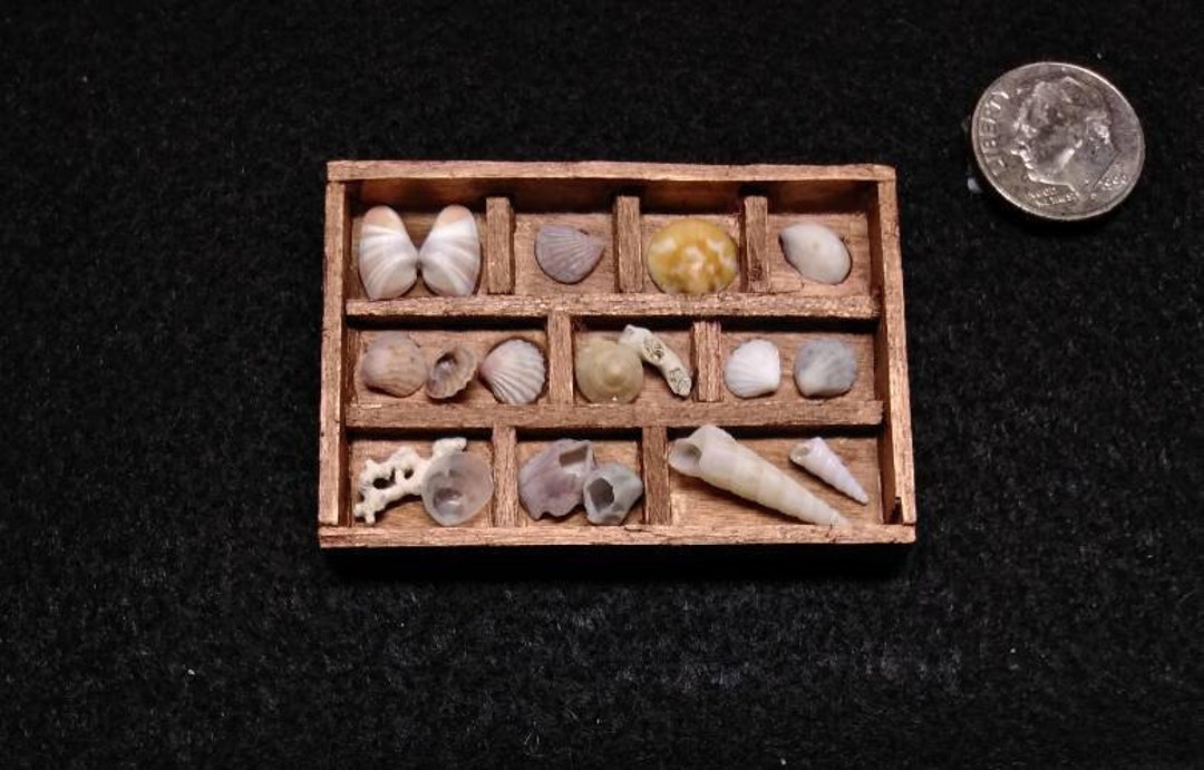 Mini Shell Collections - Etsy