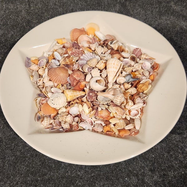 Natural Sea Shells - Etsy