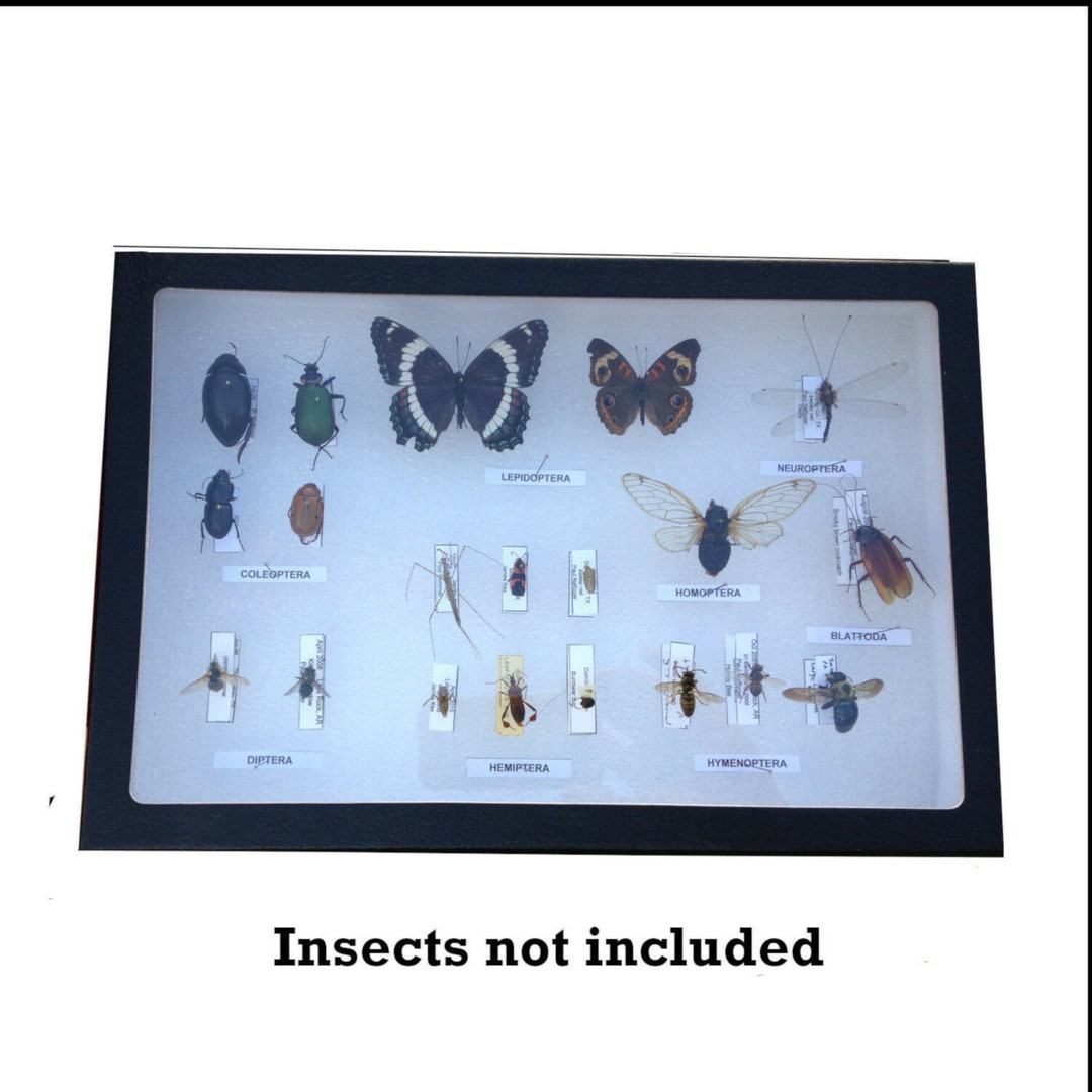 Insect Display Case (12 X 8 X 3) - Etsy