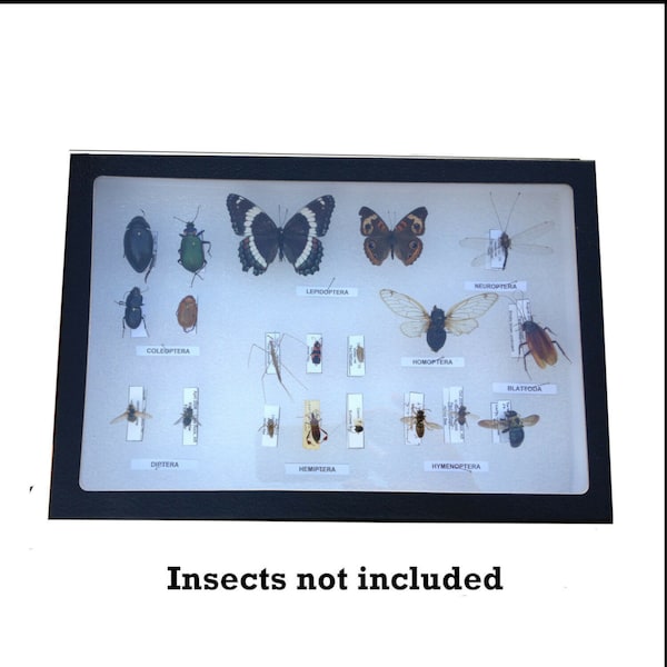 Insect Collection - Etsy