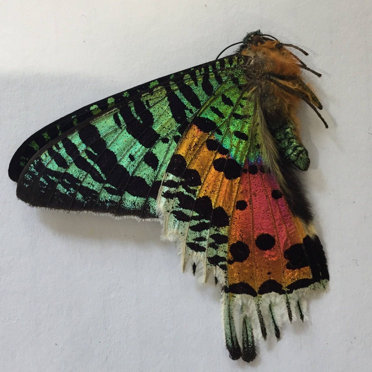 Madagascar Sunset Moth Real Unmounted Lot of 2 - Etsy