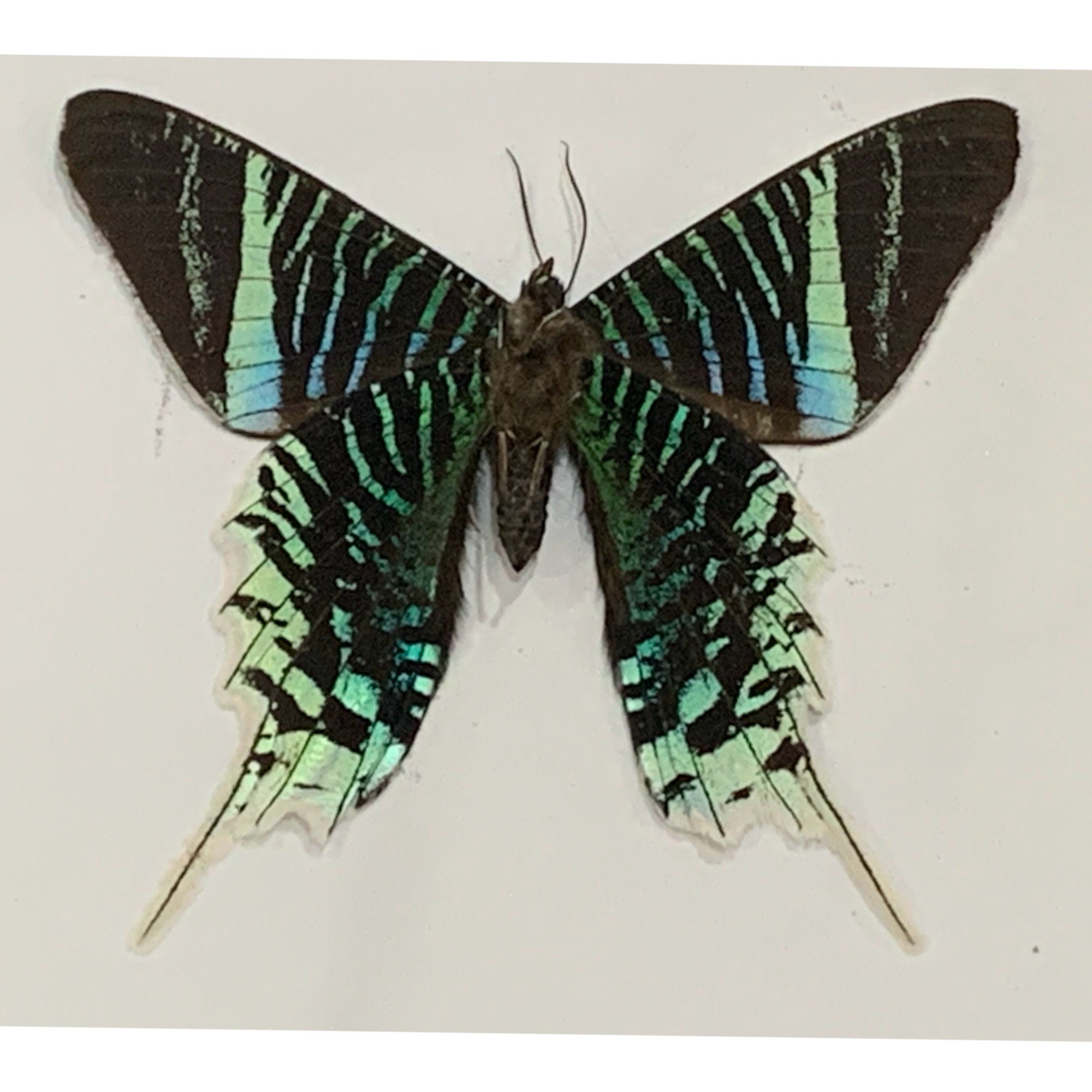 Green-banded Urania Moth Real Unmounted Lot of 5 - Etsy