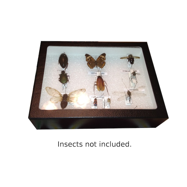 Insect Display Boxes - Etsy