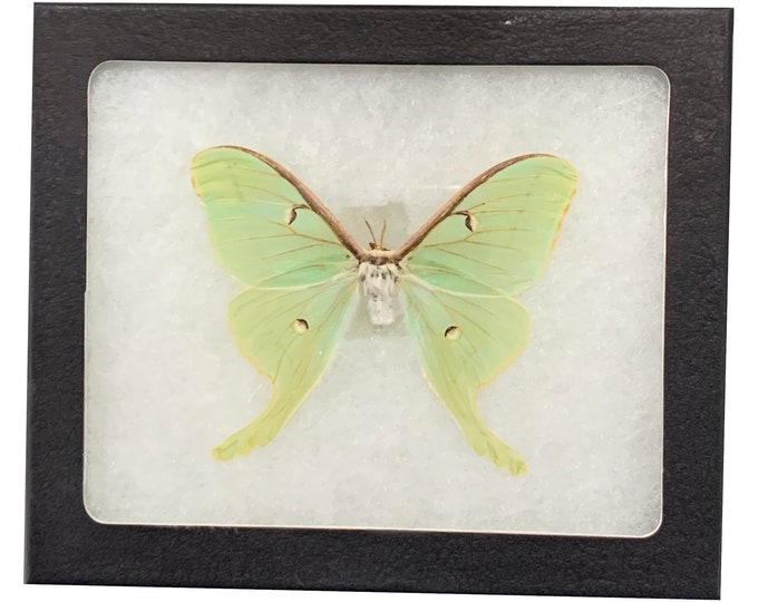Real Luna Moth Riker Mount Display 102822-1 - Etsy