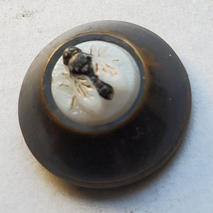 Vintage Early 1900's Glass and Brass Fly Button. - Etsy