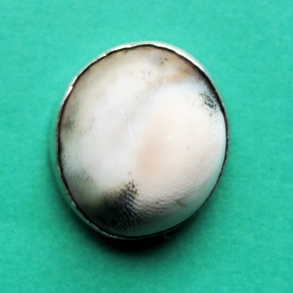 Operculum Shell - Etsy