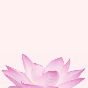 Pink Lotus Digital Download Office Printable Pink Lotus - Etsy