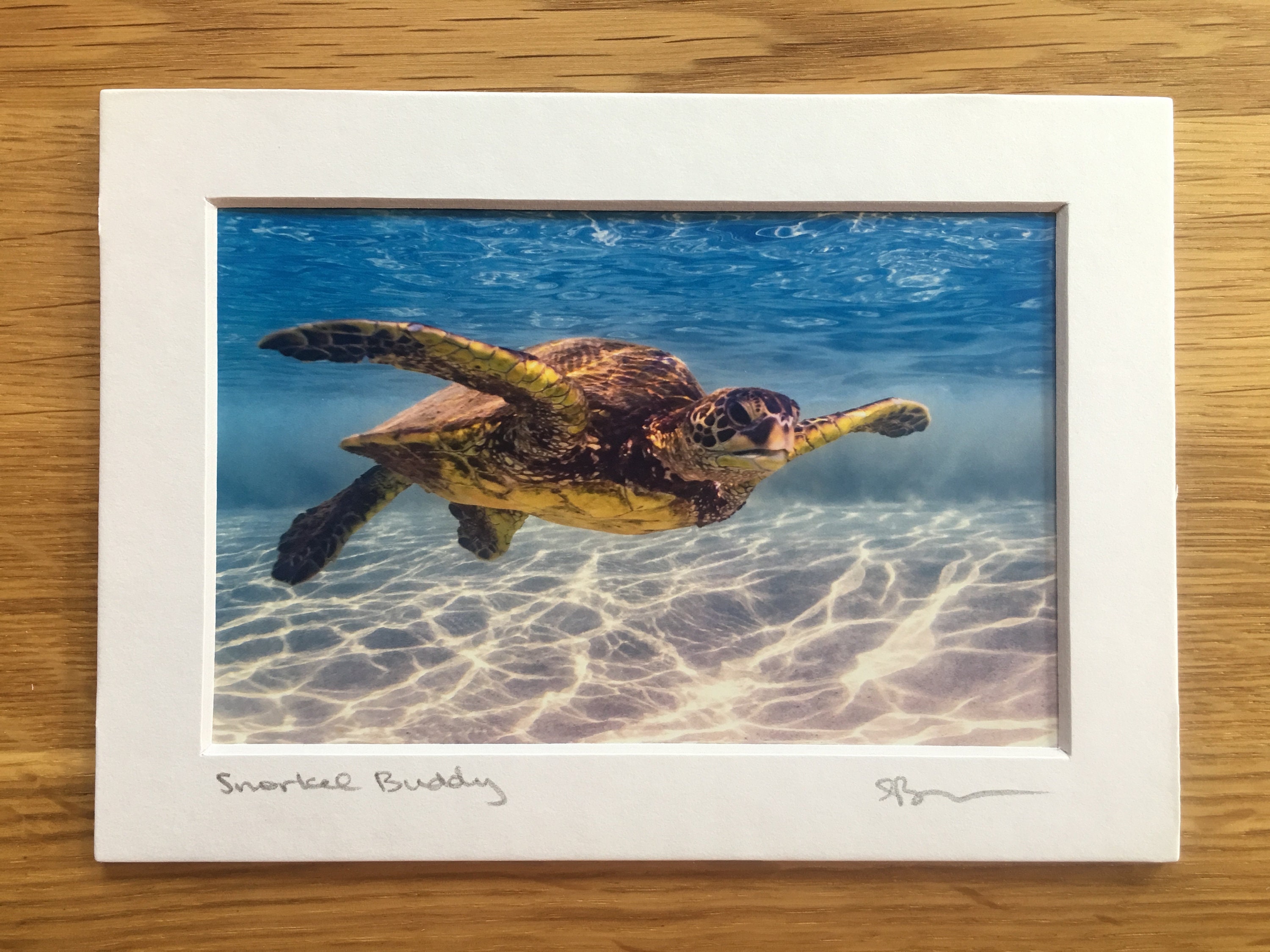 Snorkel Buddy - Turtle Wall Decor, Hawaii Turtle, Turtle Metal Wall Art ...