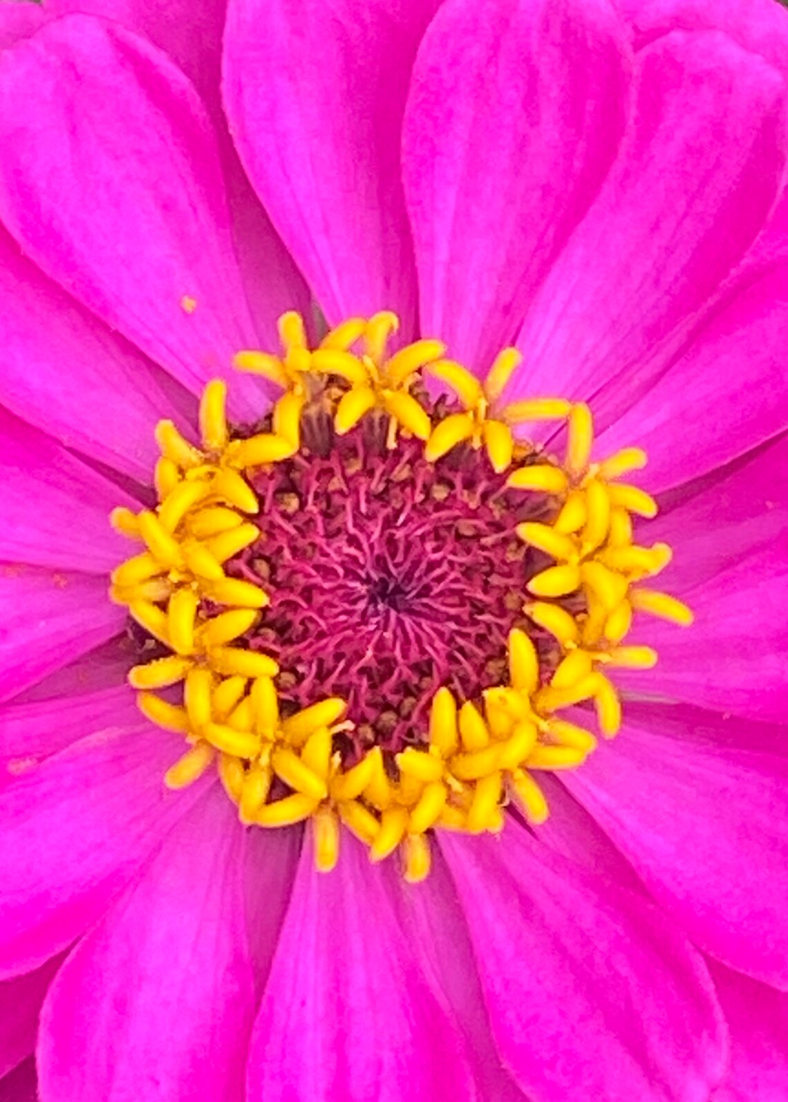 Pink Zinnia Closeup - Flower Photography, Flower Wall Art, Garden Art ...