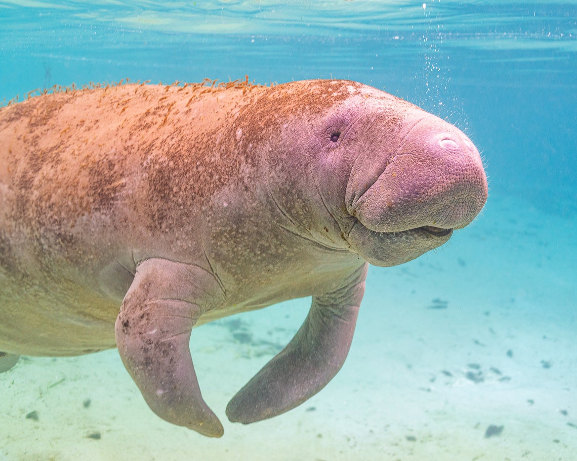 Smiling Manatee - Manatee Wall Art, Florida Art, Metal Print Wall Art ...