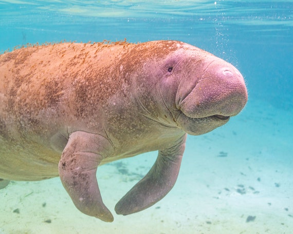 Smiling Manatee