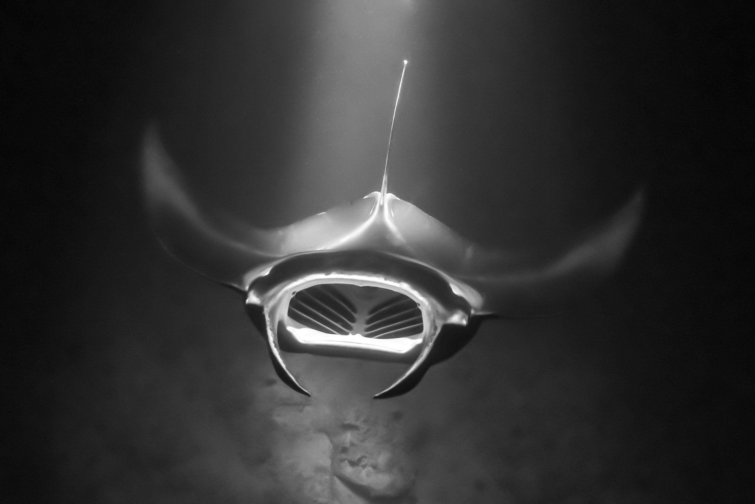 Manta Ray - Manta Ray Wall Art, Manta Ray Hawaii, Black and White Wall ...