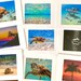 Mahaulepu Monk Seal - Monk Seal Wall Art, Monk Seal Photography, Hawaii ...