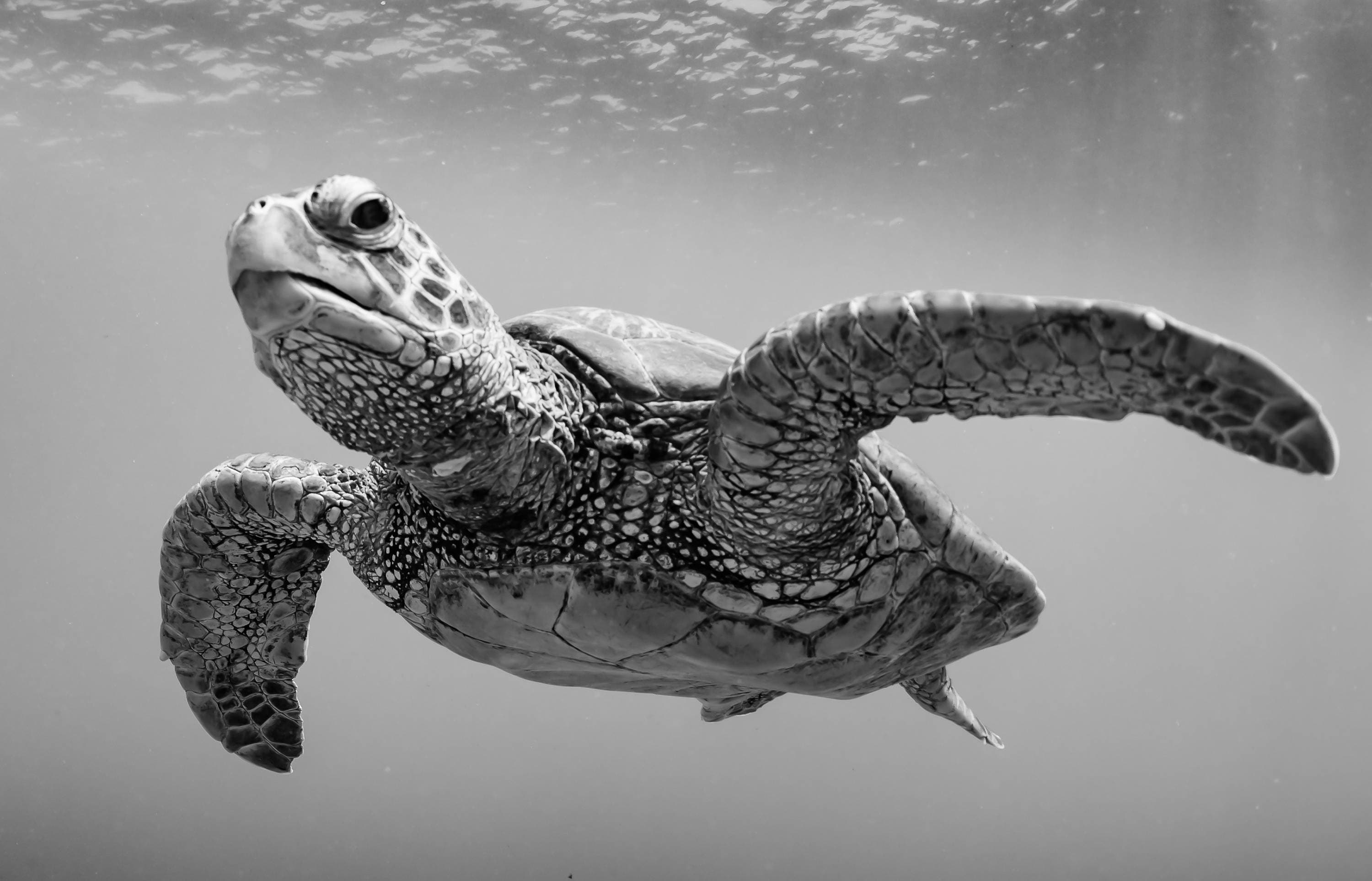 Turtle in Black and White - Hawaii Turtle Photography, Turtle Wall Art ...