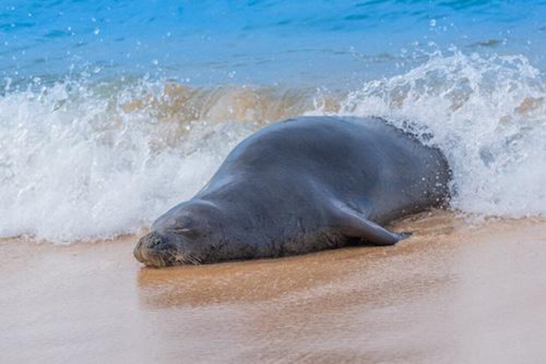 Beach Seal - Monk Seal Wall Art, Monk Seal Photography, Hawaii ...