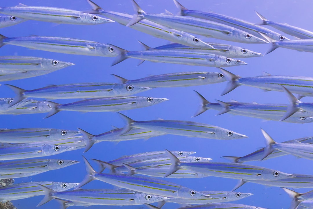 School of Opelu - Digital Download, Fish Photography - Etsy