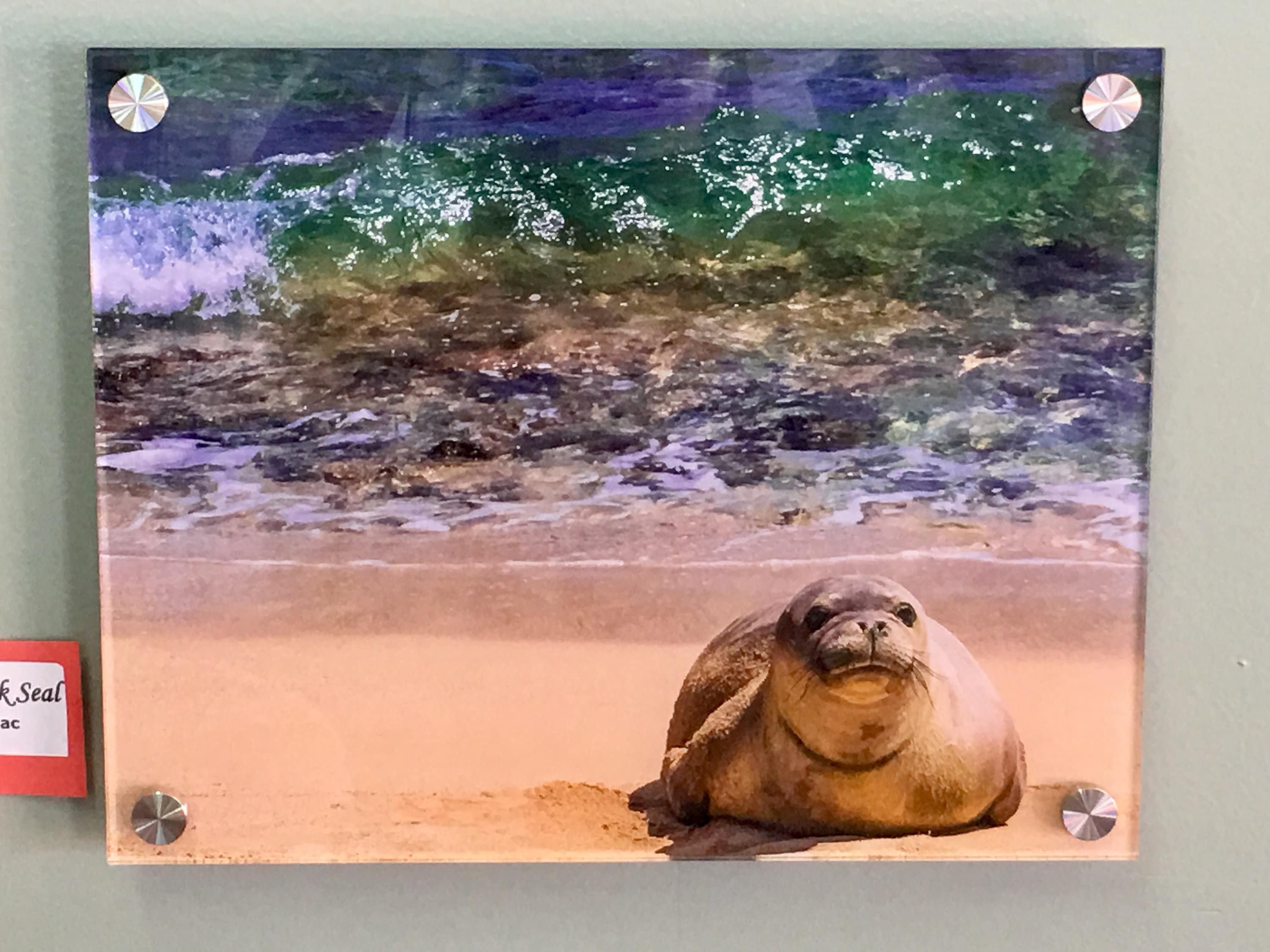 Mahaulepu Monk Seal - Monk Seal Wall Art, Monk Seal Photography, Hawaii ...