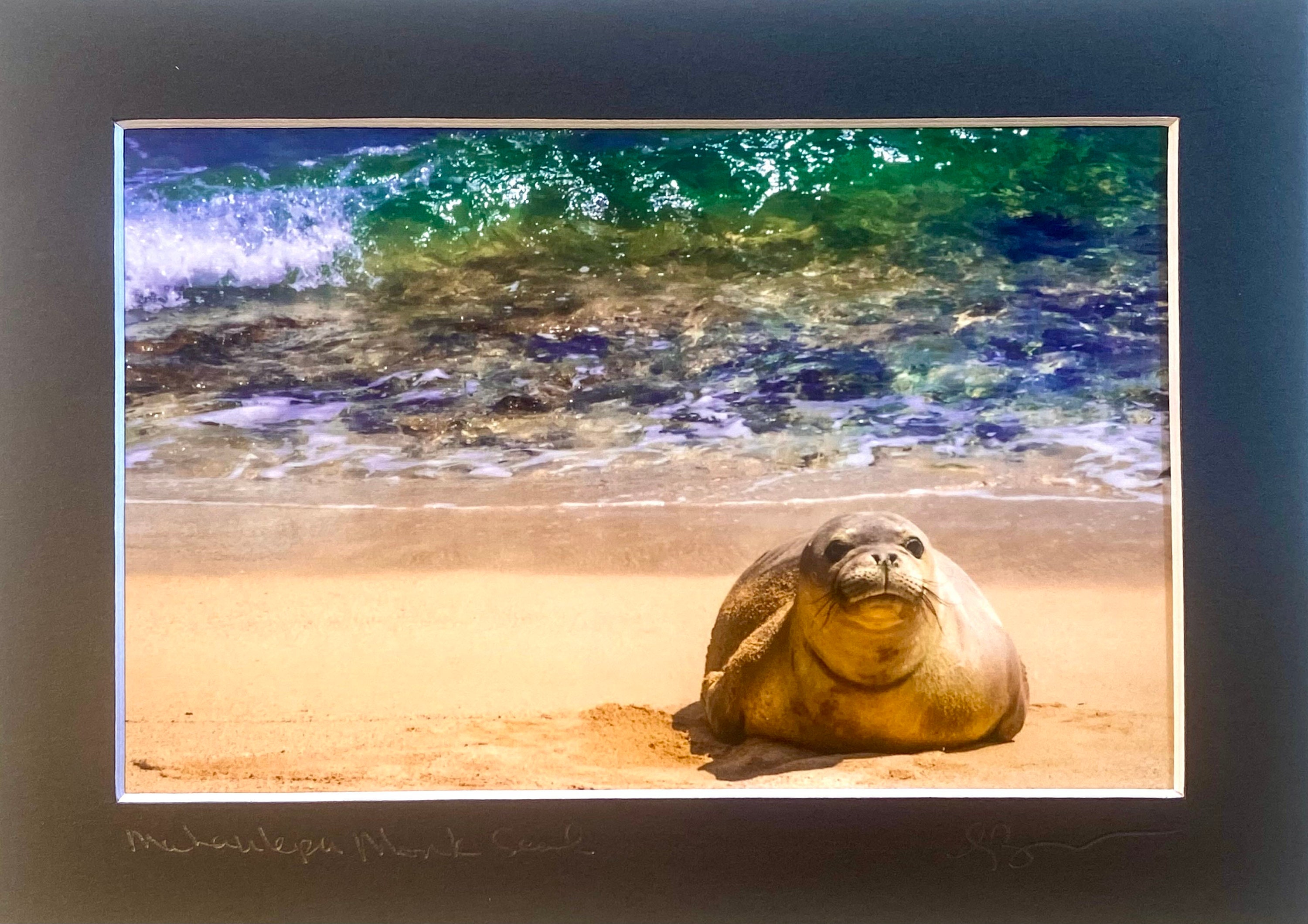 Mahaulepu Monk Seal - Monk Seal Wall Art, Monk Seal Photography, Hawaii ...