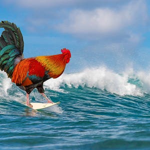 Surf Chicken - Chicken Art, Chicken Postcards, Surfing Keychain ...