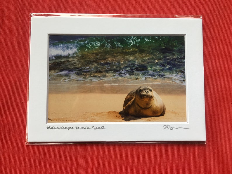 Mahaulepu Monk Seal - Monk Seal Wall Art, Monk Seal Photography, Hawaii ...
